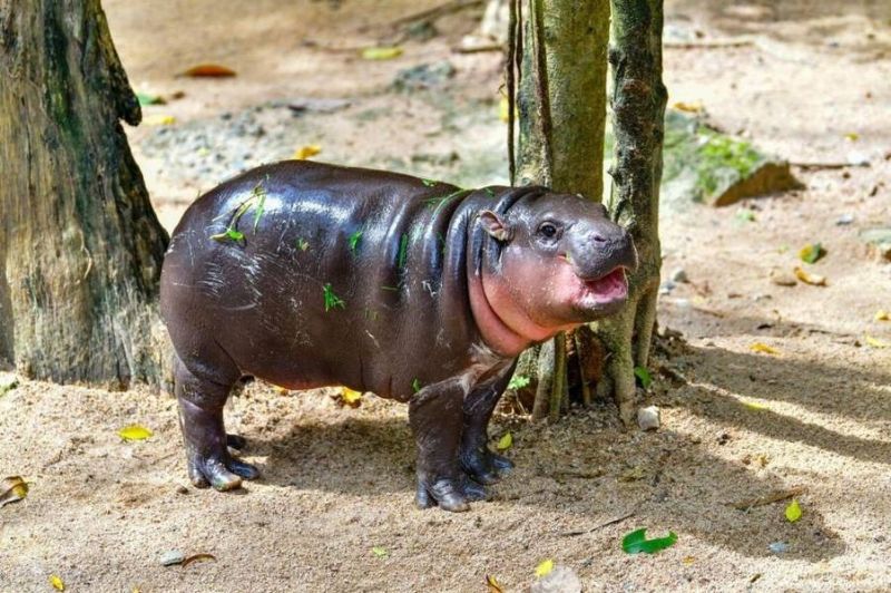 Baby Pygmy Hippo in Thailand: The Cutest Sight You Can't Miss